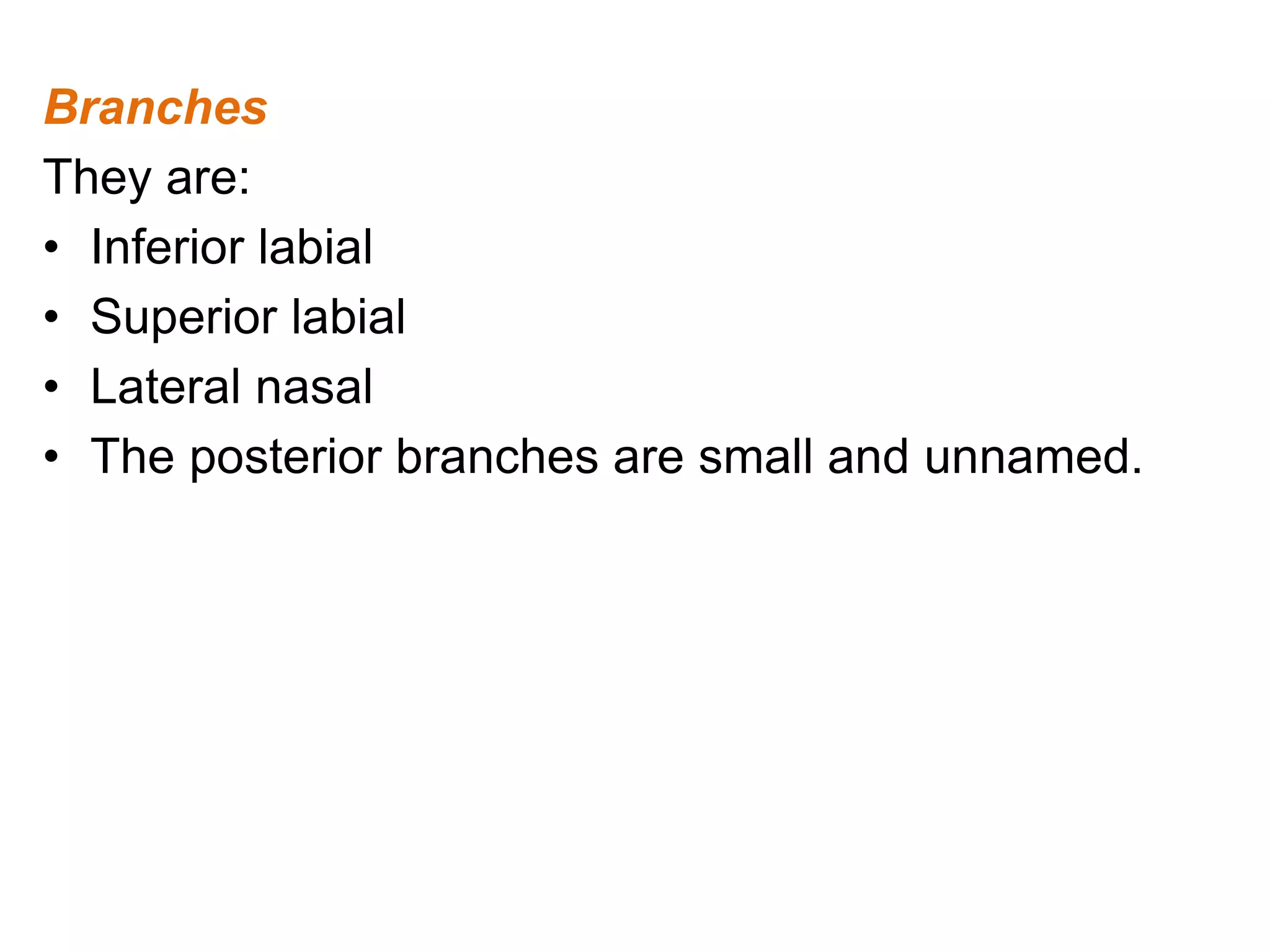The face anatomy | PPTX
