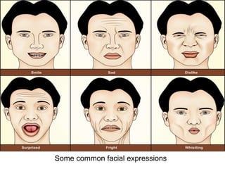 The face anatomy | PPTX | Brain and Nervous System Disorders | Diseases ...