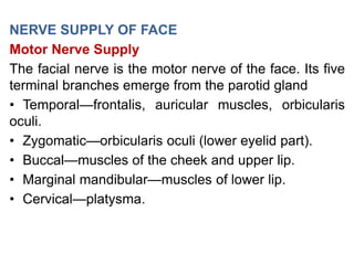 The face anatomy | PPTX