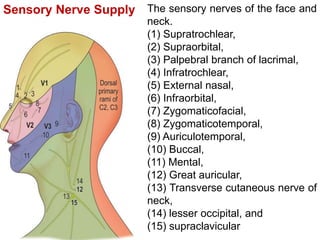 The face anatomy | PPTX