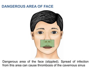 The face anatomy | PPTX