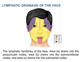 The face anatomy | PPTX