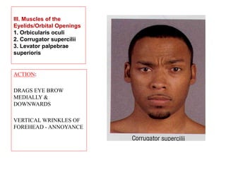 The face anatomy | PPTX