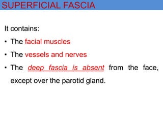 The face anatomy | PPTX
