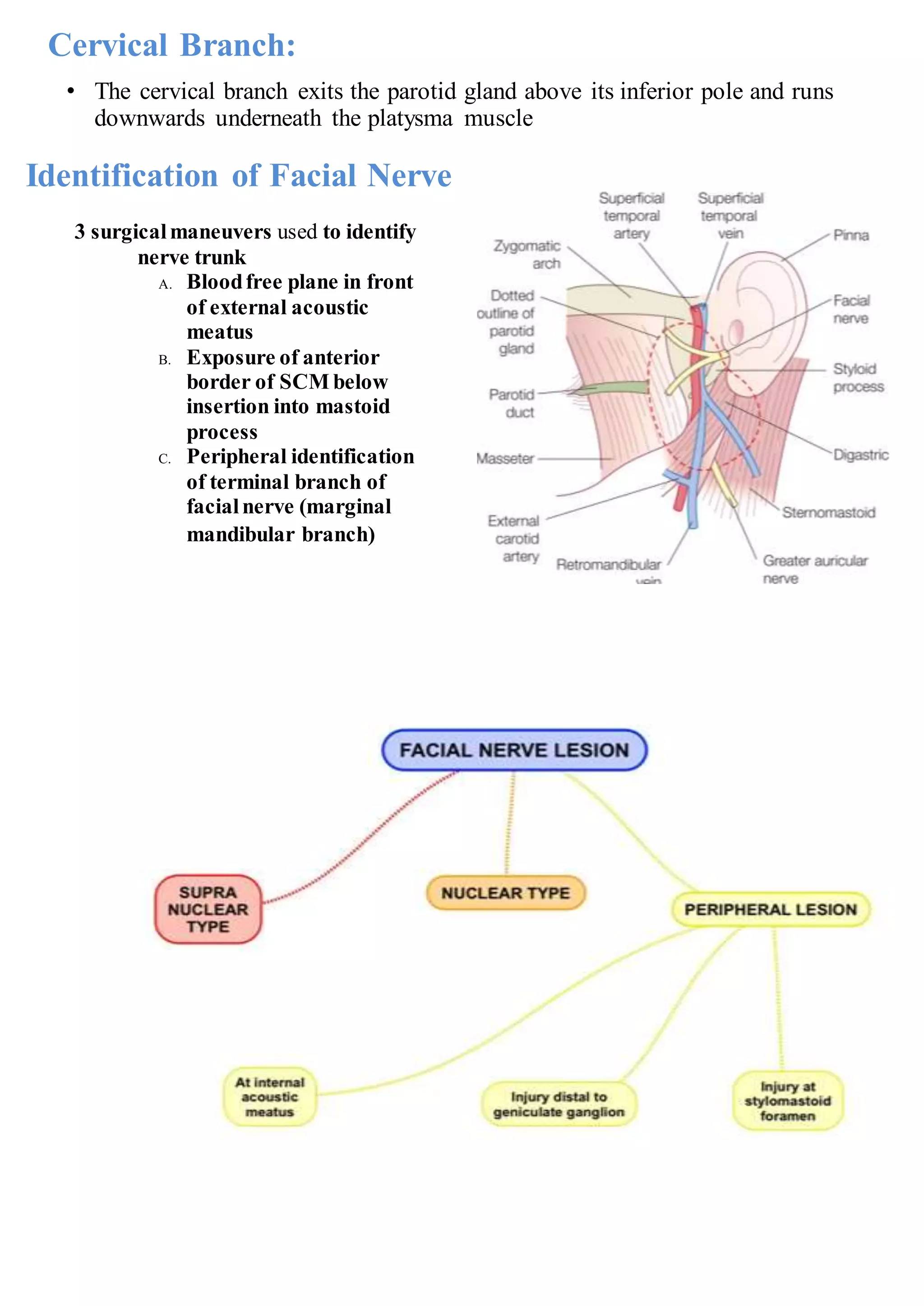 facial nerve (7th cranial nerve) | DOCX