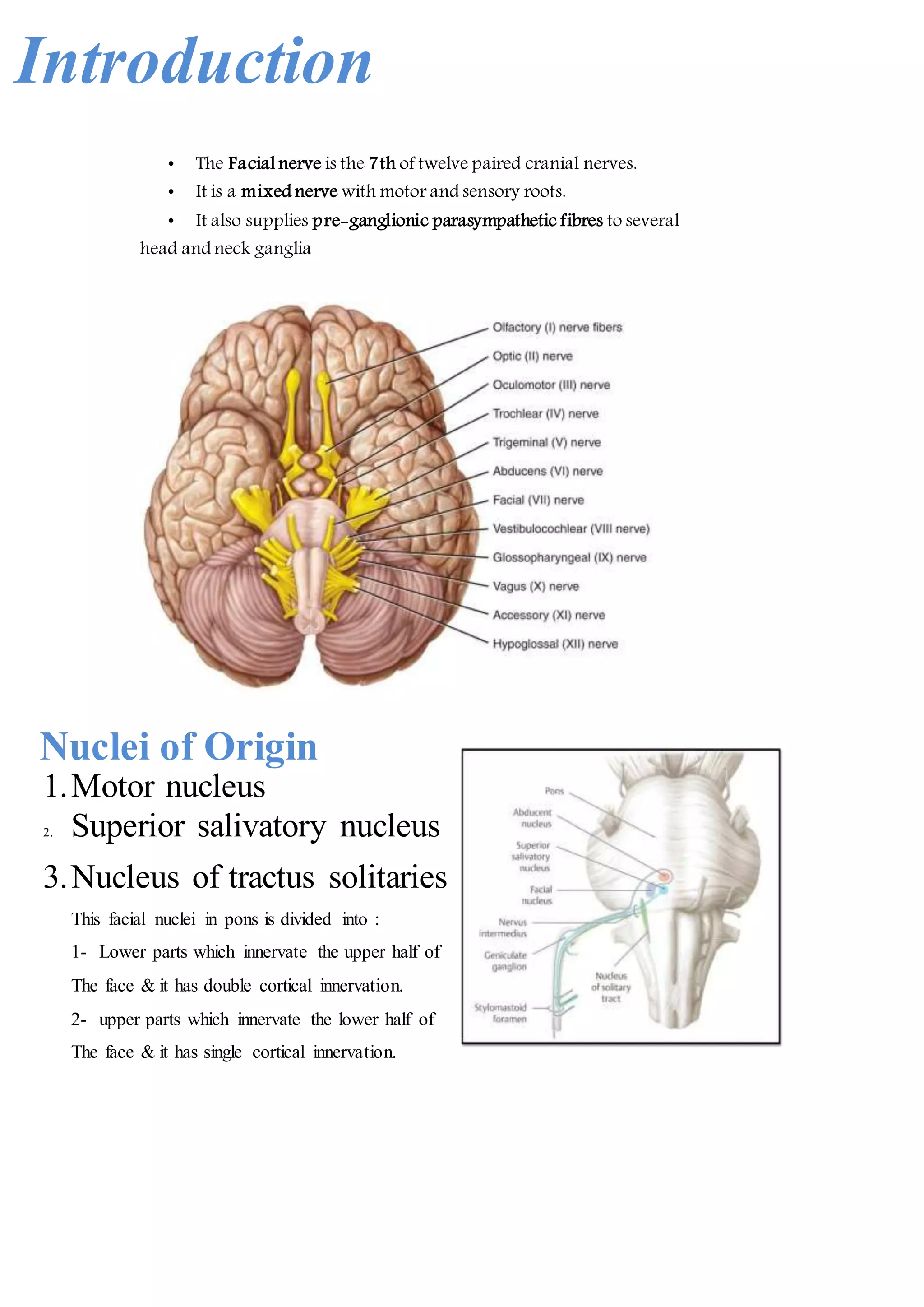 facial nerve (7th cranial nerve) | DOCX