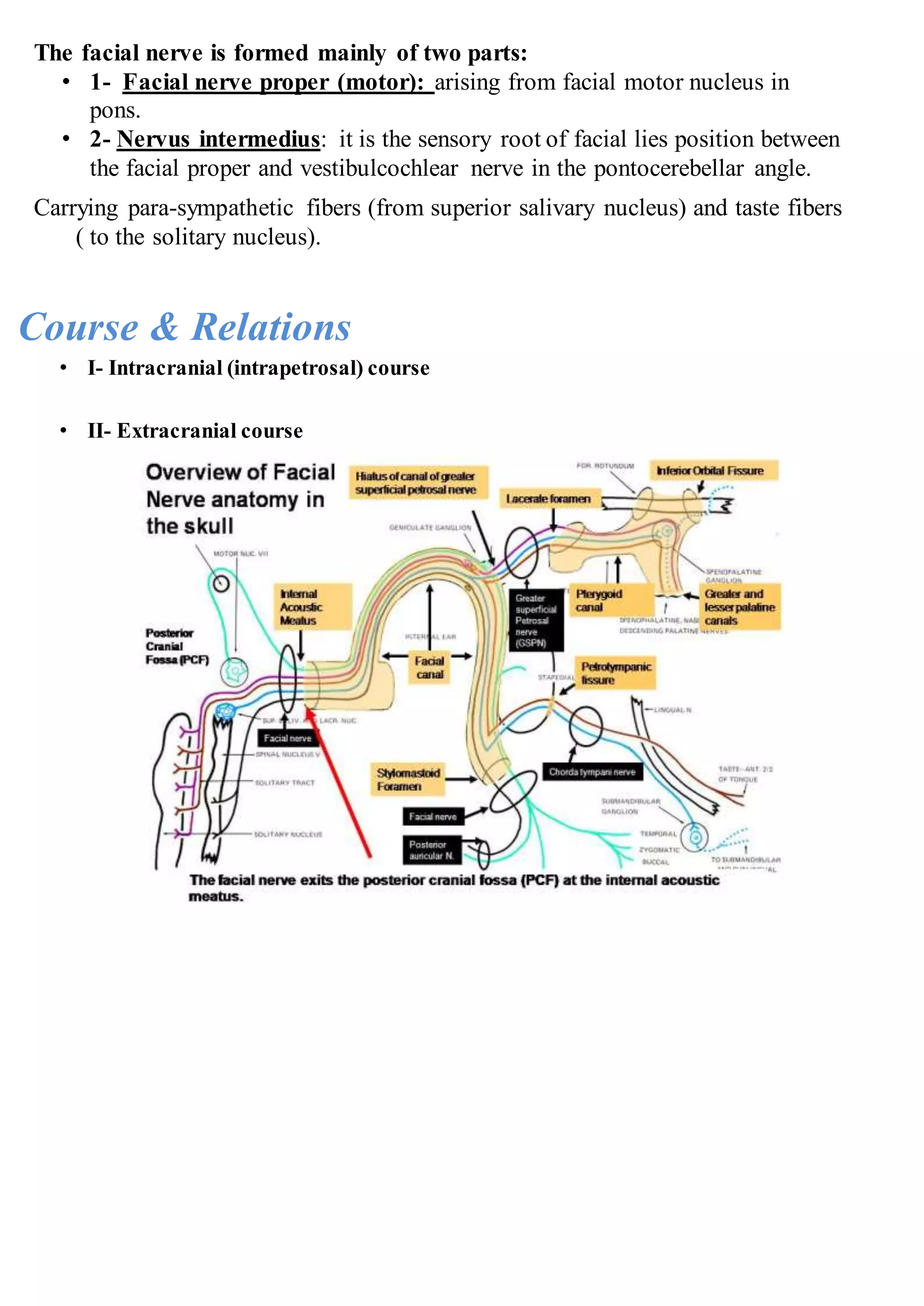facial nerve (7th cranial nerve) | DOCX