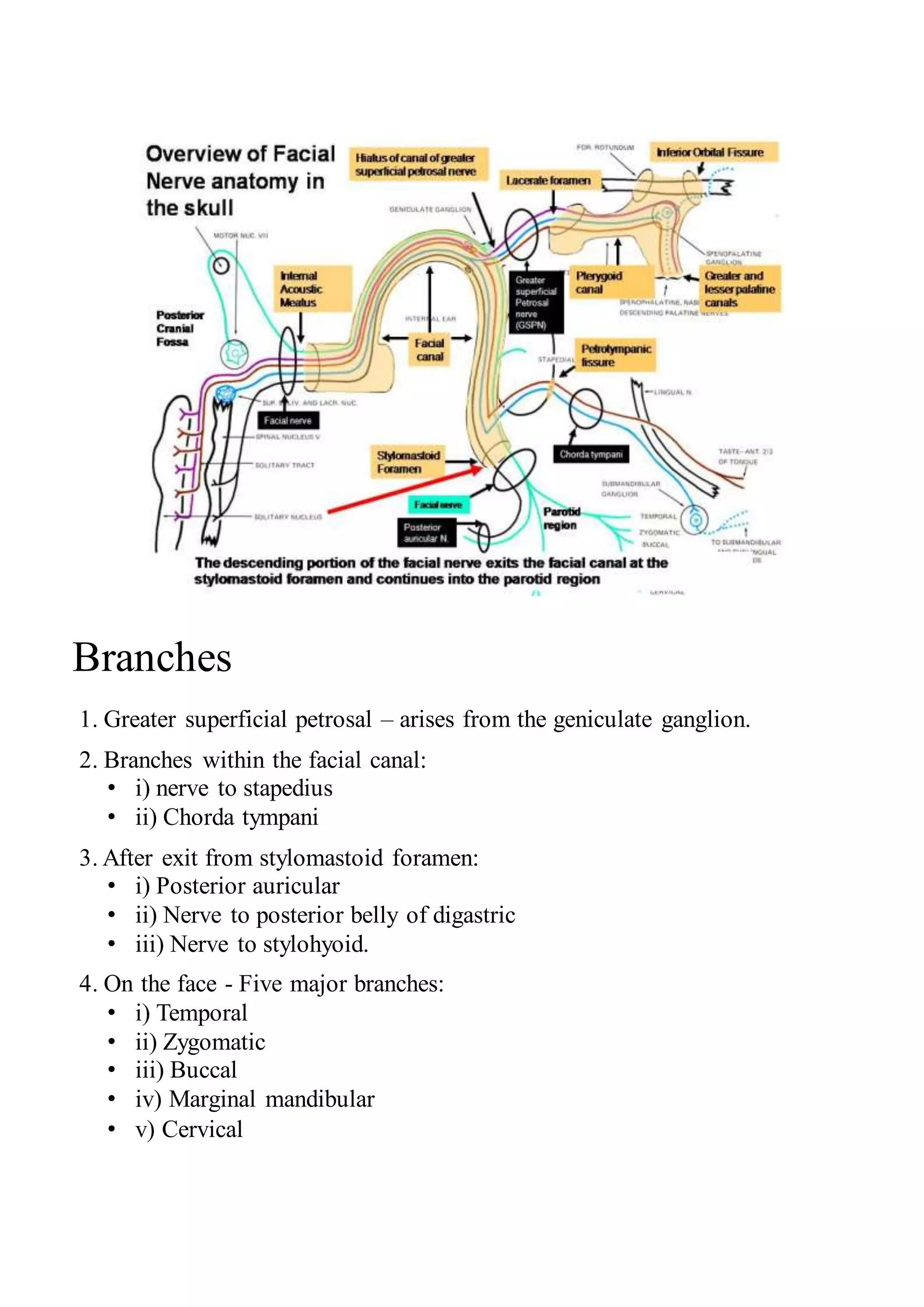 facial nerve (7th cranial nerve) | DOCX