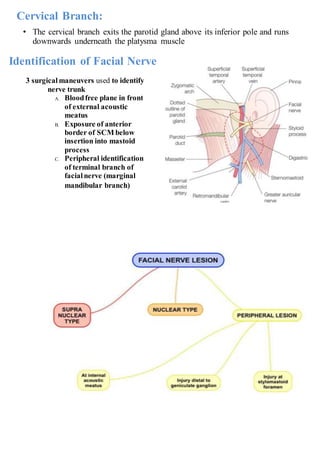 facial nerve (7th cranial nerve) | DOCX