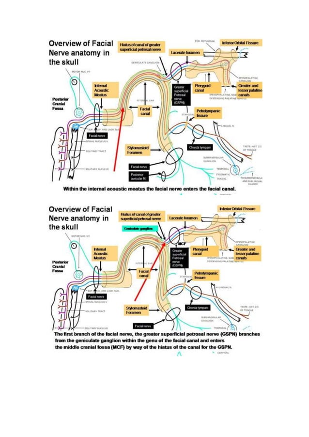 facial nerve (7th cranial nerve) | DOCX