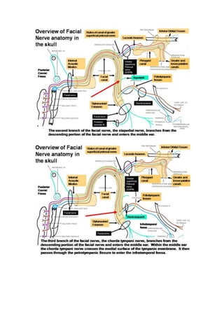 facial nerve (7th cranial nerve) | DOCX