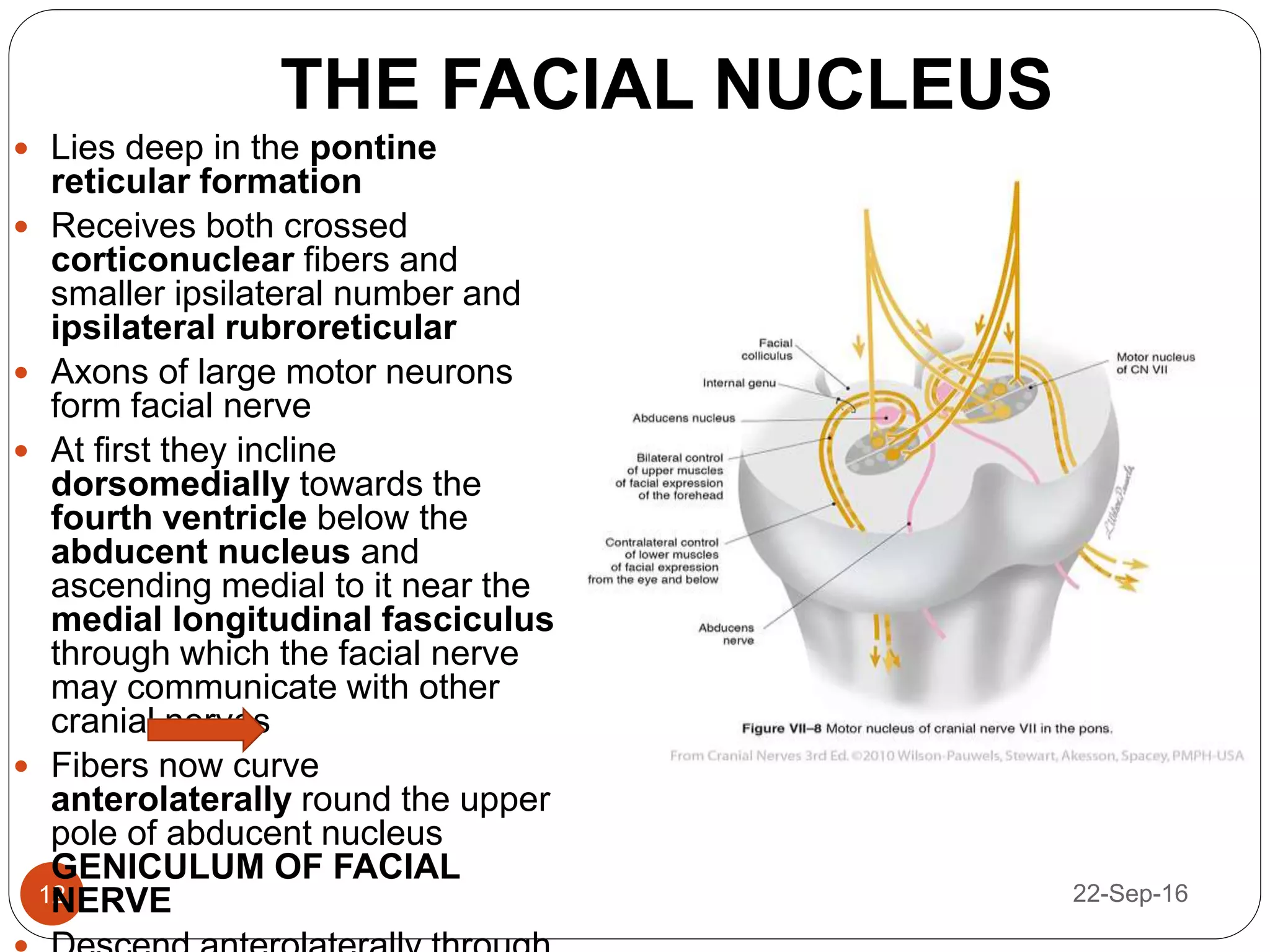 The facial nerve | PPTX