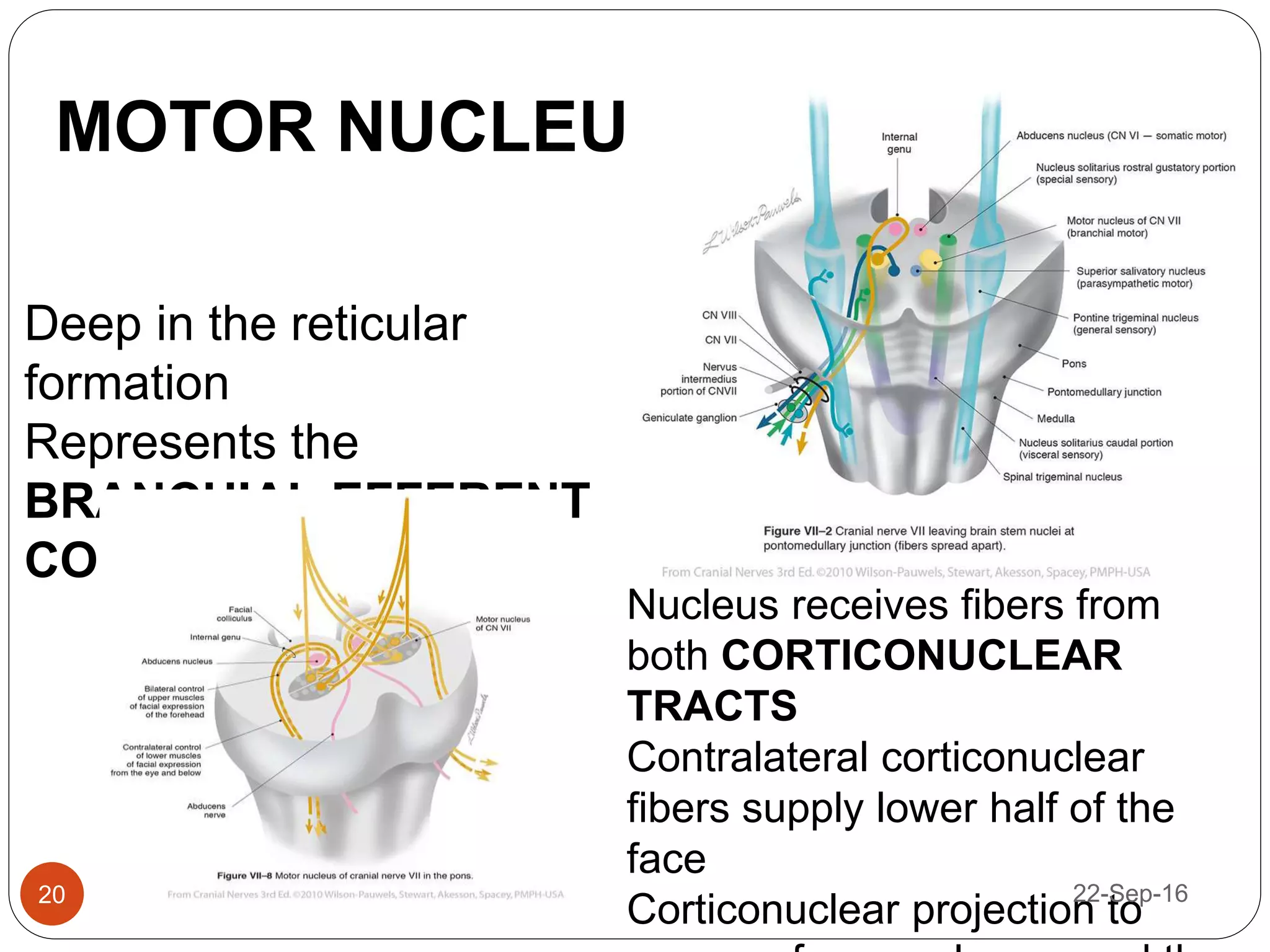 The facial nerve | PPTX