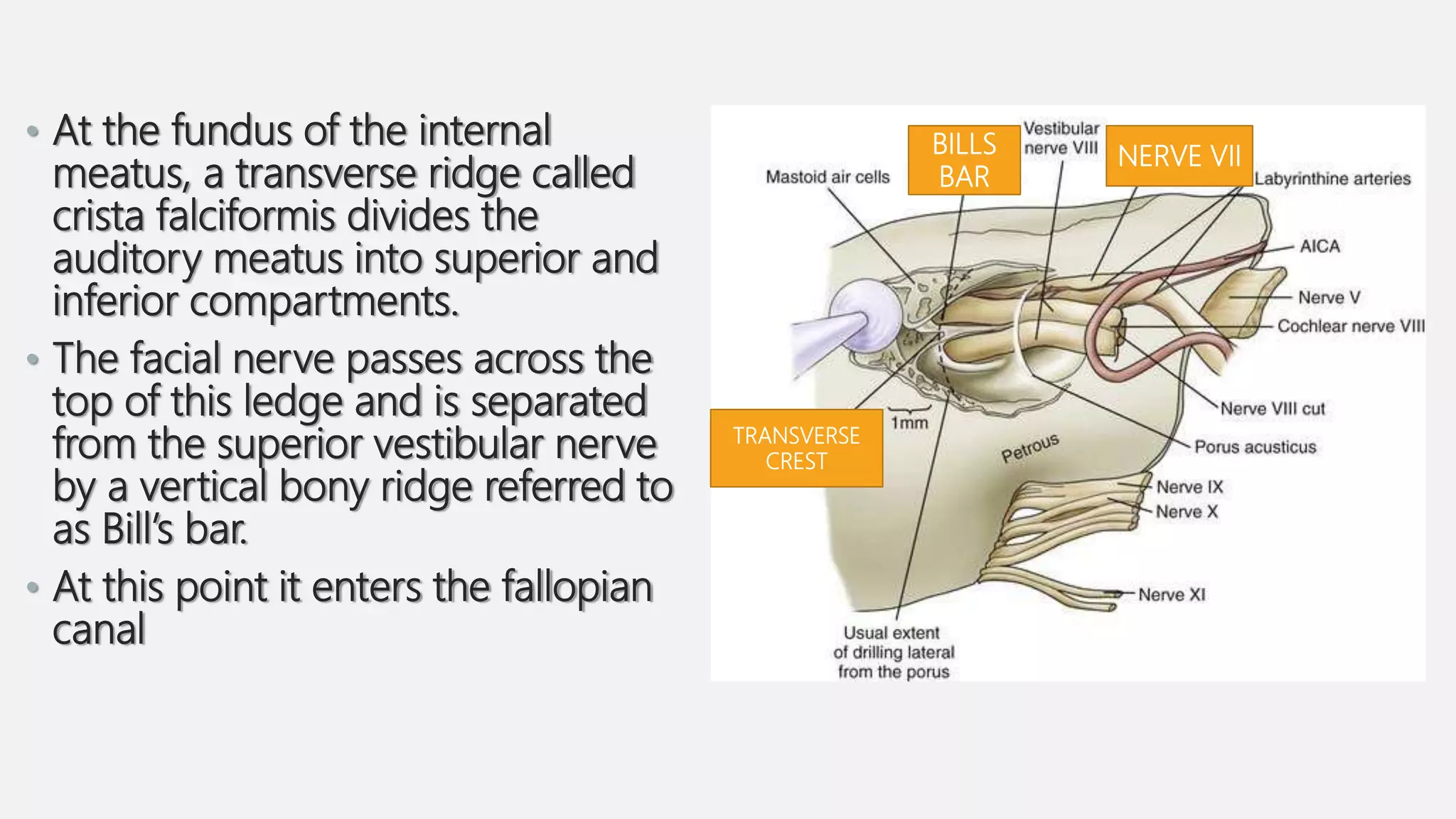 The facial nerve | PPTX