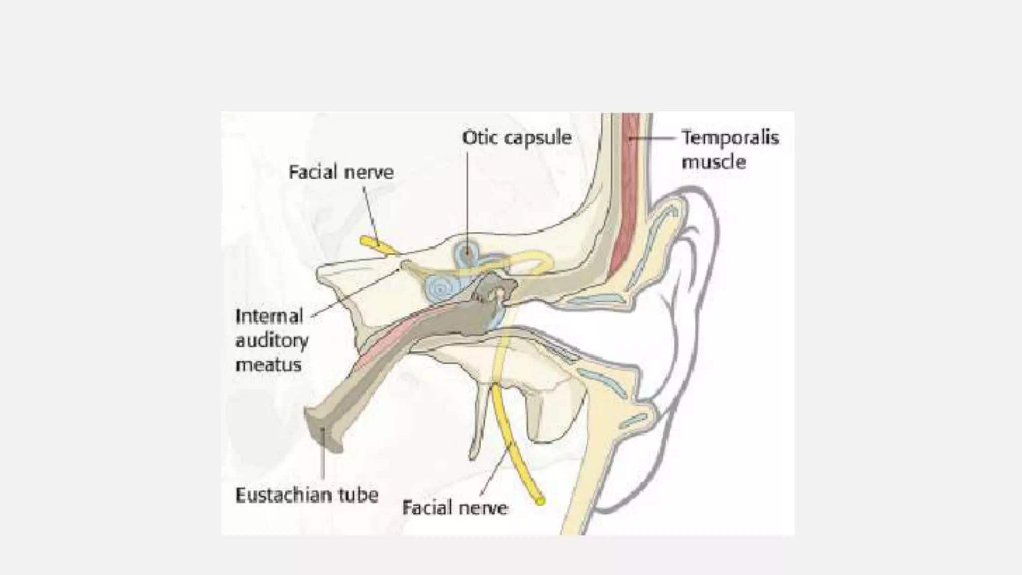 The facial nerve | PPTX