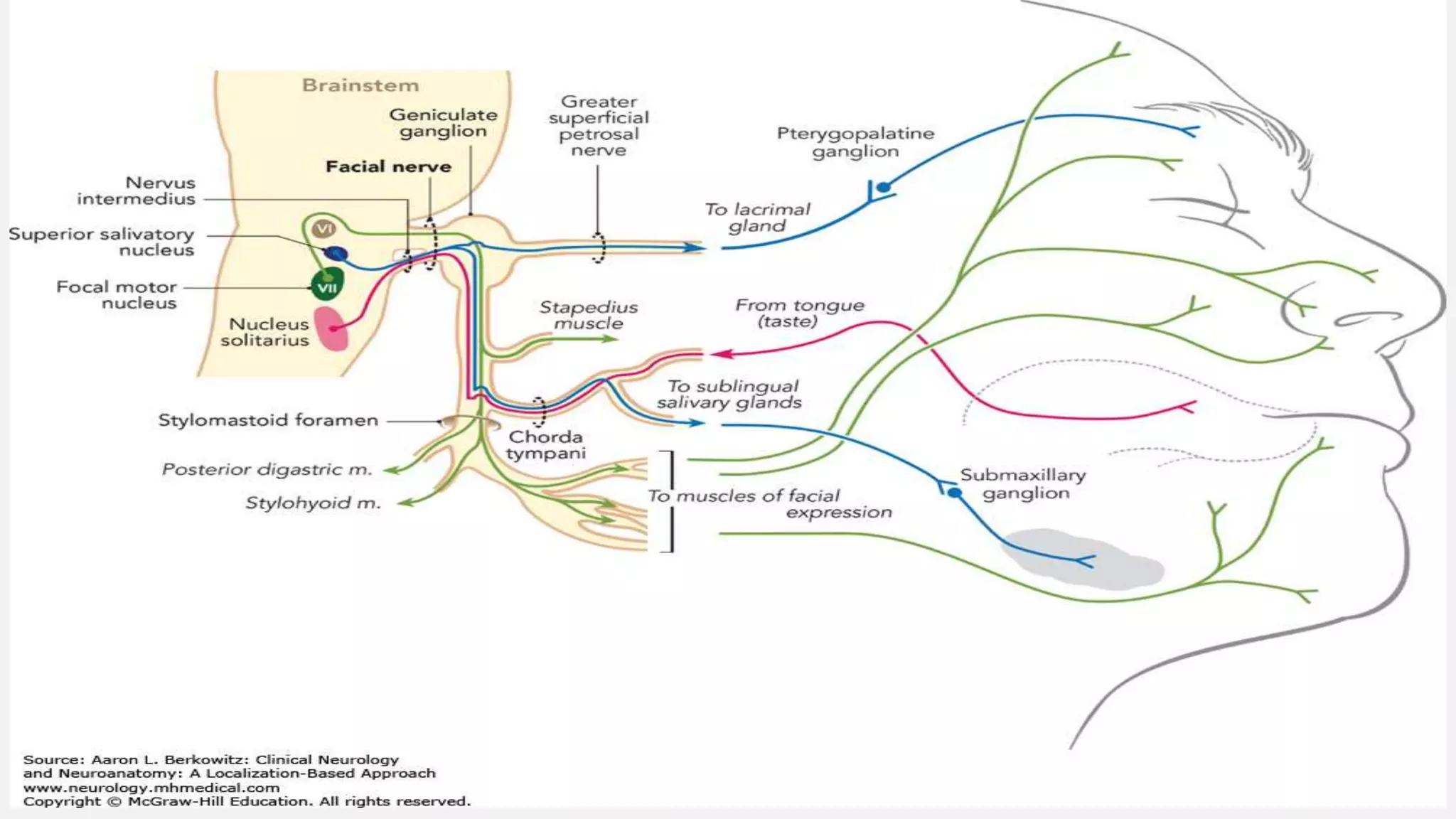 The facial nerve | PPTX