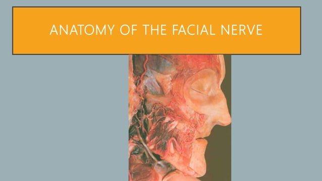 The facial nerve | PPTX
