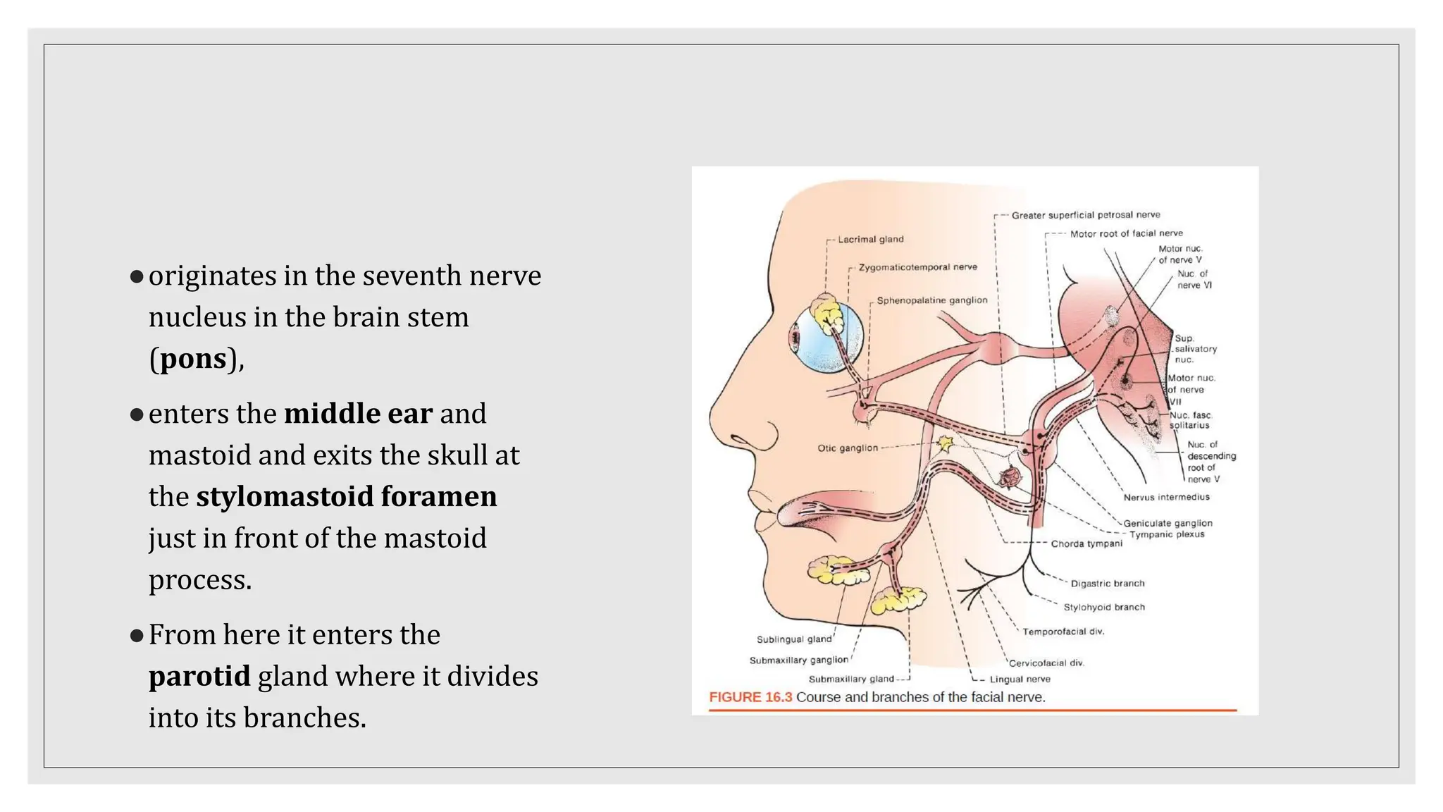 The facial nerve- anatomy and clinical examination | PPTX