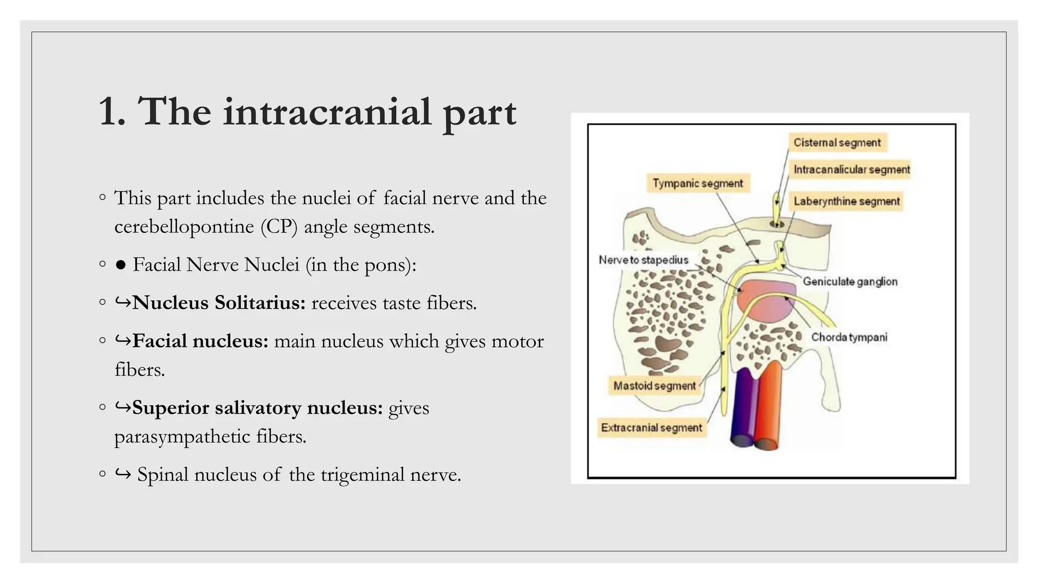The facial nerve- anatomy and clinical examination | PPTX