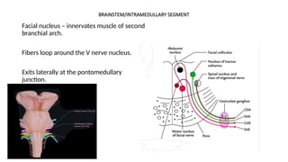 Anatomy and Clinical Examination of the Facial Nerve | PPTX
