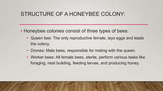 The Fascinating World of Honeybees: Exploring the Lives, Contributions ...