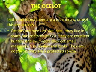 The fauna of the rainforest | PPTX