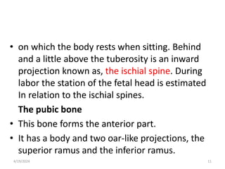 The female pelvis in anatomy of female-Extra.ppt