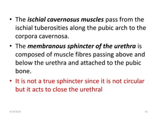 The female pelvis in anatomy of female-Extra.ppt