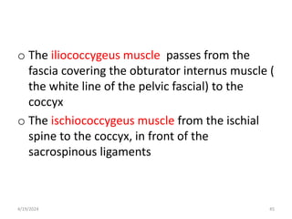 The female pelvis in anatomy of female-Extra.ppt