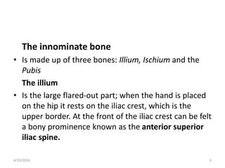 The female pelvis in anatomy of female-Extra.ppt