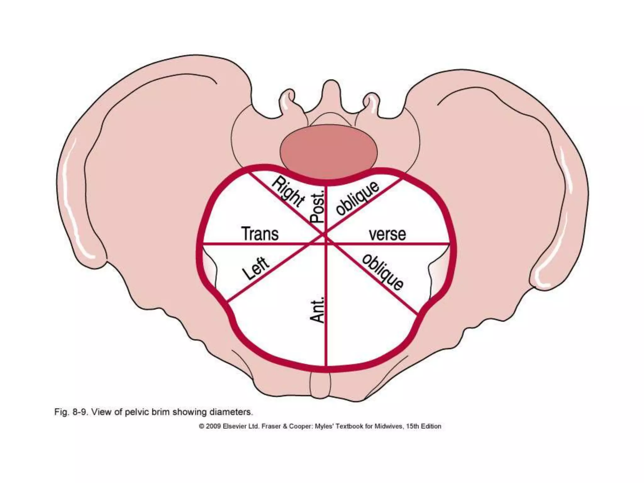 THE FEMALE PELVIS-latest.pptx