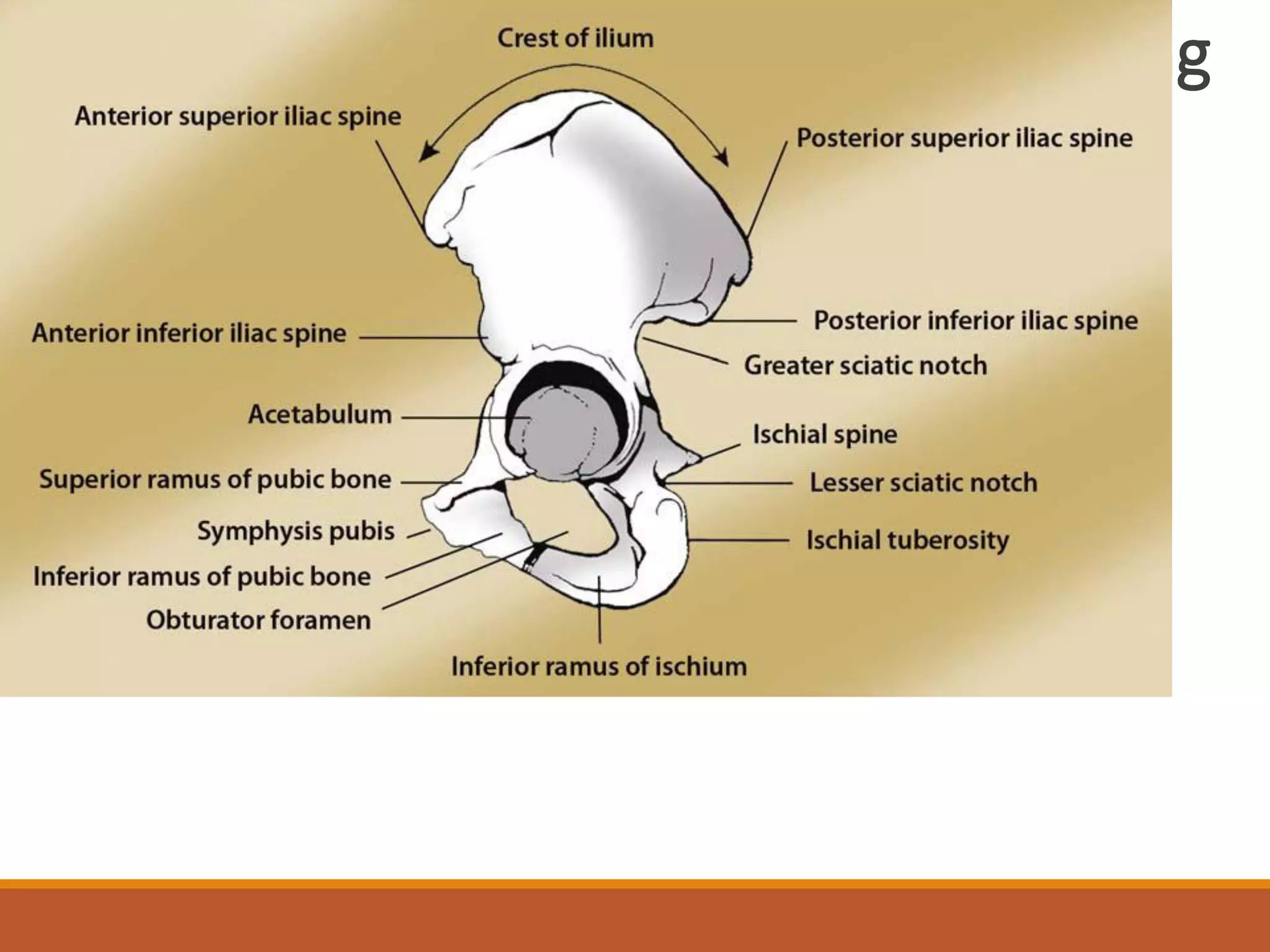 THE_FEMALE_PELVIS_AND_ITS_SIGNIFICANCE_final.pdf
