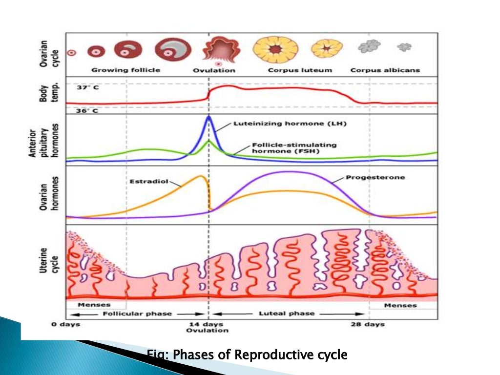 Female Reproductive Cycle Timeline