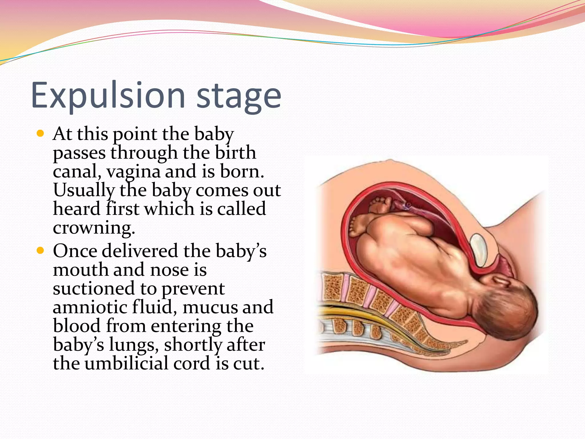 The female reproductive system | PPTX