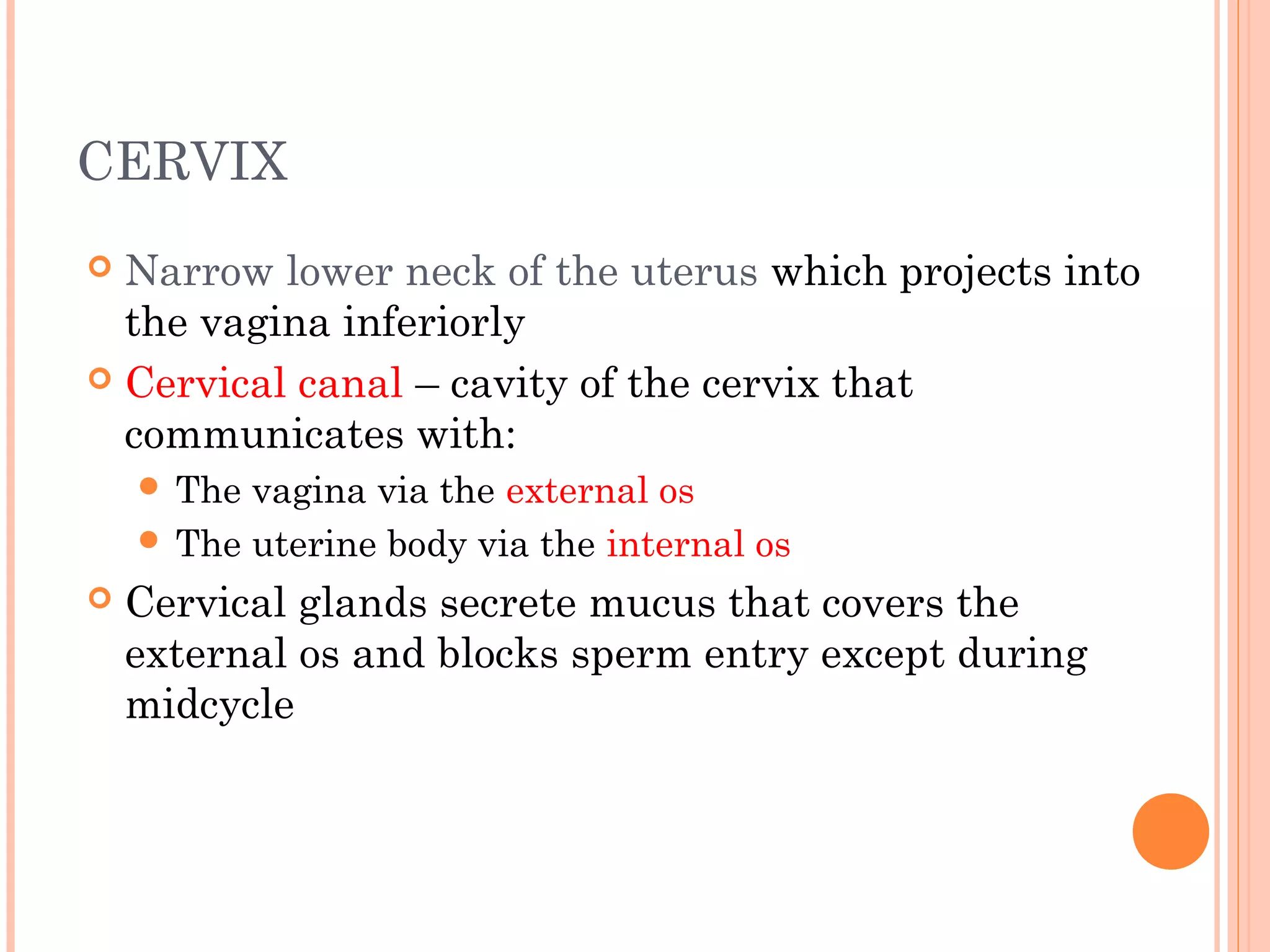 The female reproductive system | PPT