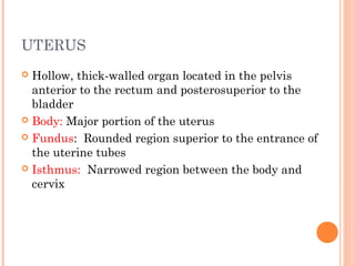 The female reproductive system | PPT