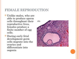 The female reproductive system | PPT