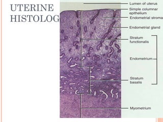 Stratum Functionalis