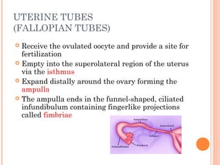 The female Reproductive System | PPT