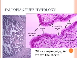 Fallopian Tube Histology Labeled