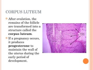 Corpus Albicans Slide