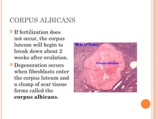 Corpus Luteum And Corpus Albicans Histology