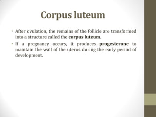 The female reproductive system | PDF