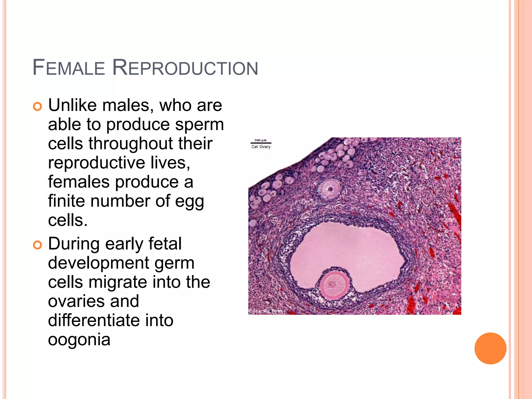 The Female Reproductive System. | PPT