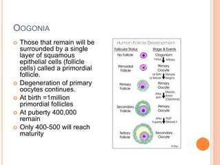 The Female Reproductive System. | PPT