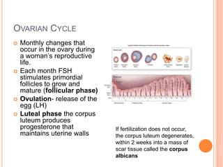 The Female Reproductive System. | PPT