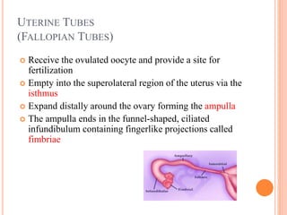 The Female Reproductive System. | PPT
