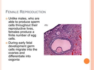 The Female Reproductive System.ppt