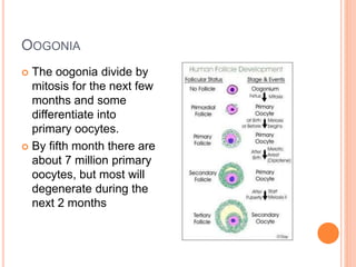 The Female Reproductive System.ppt