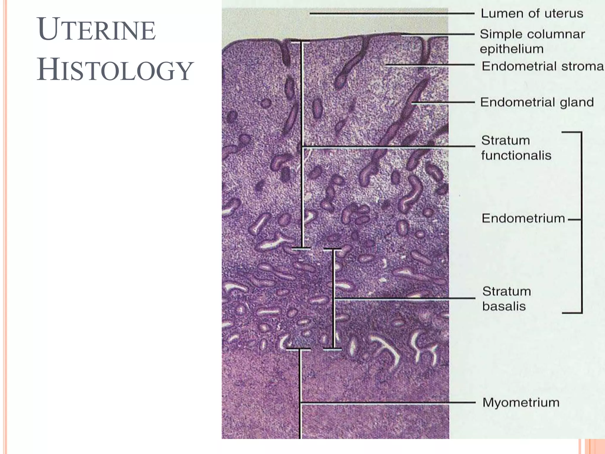 The Female Reproductive System.ppt